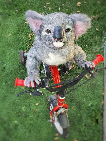 Mario the Koala by Alyona Bratash - Bear Pile