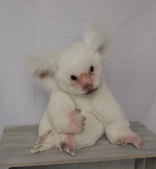Albino koala by Britta Helberg - Bear Pile