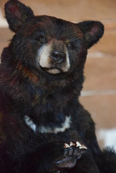 LEO by Dream's bears - Bear Pile