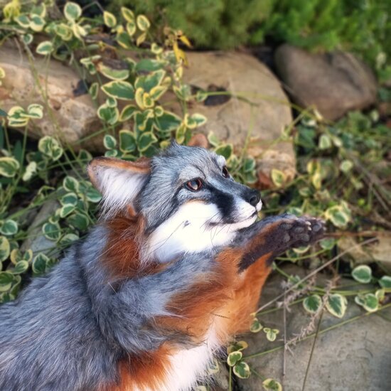 Sechuran fox by Bogacheva Olga - Bear Pile